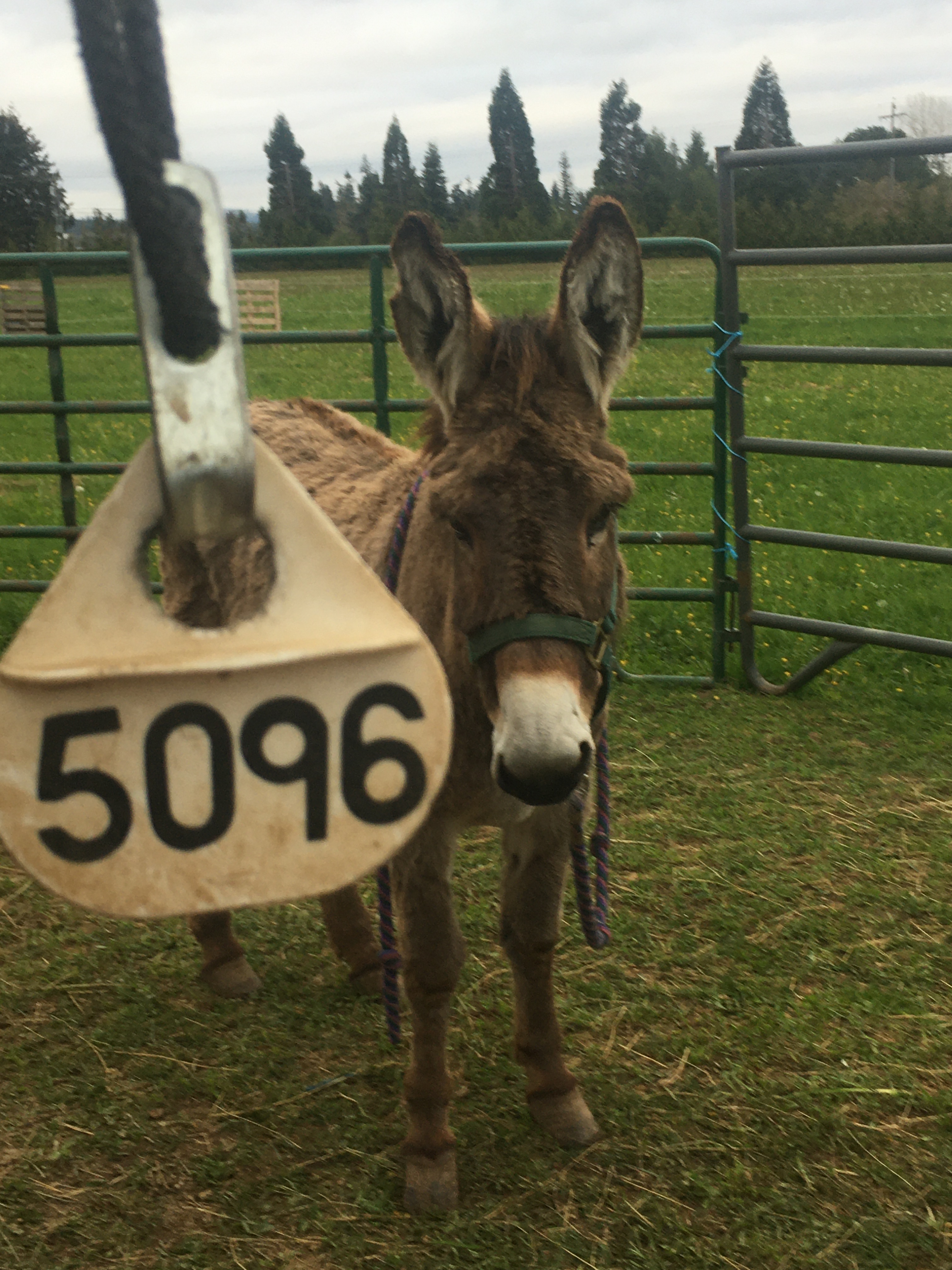 Mustang And Burro Update – Steffen Stampede